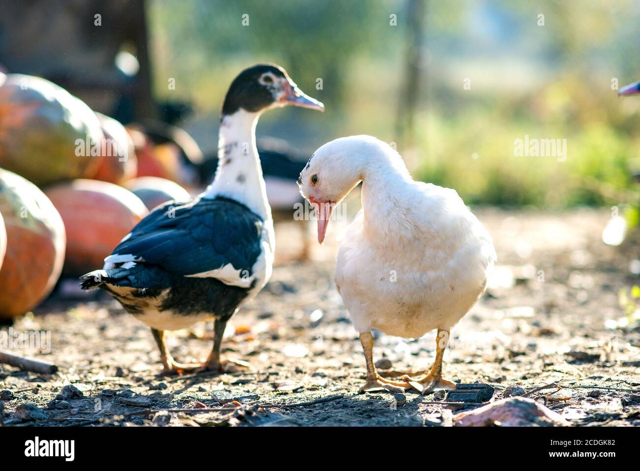 Ducks feed on traditional rural barnyard. Detail of a duck head. Close ...