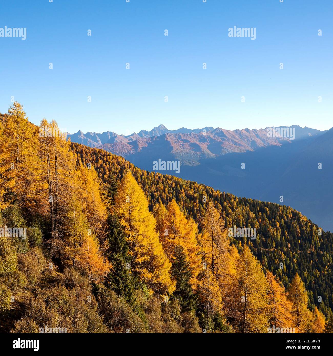 Larches hi-res stock photography and images - Alamy