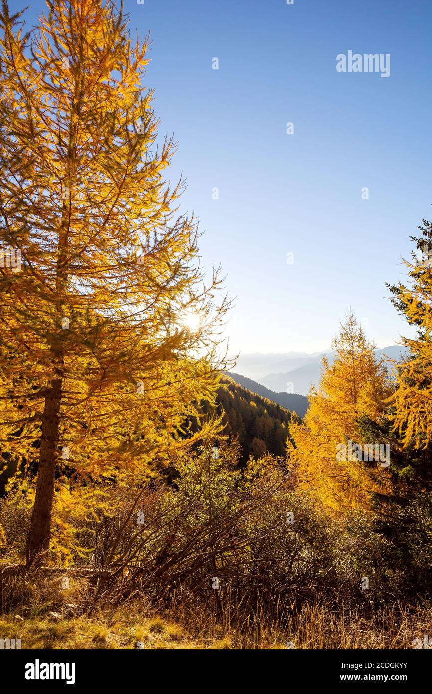 Larches hi-res stock photography and images - Alamy