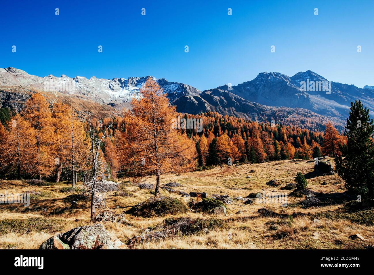 Val di Campo - Engadina (CH) - Autumn view Stock Photo - Alamy