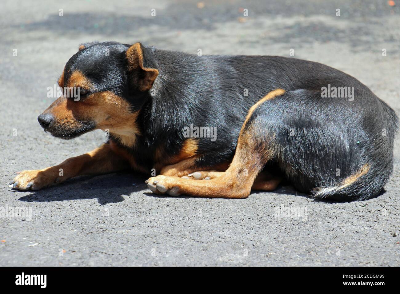 Hund jagdhund hi-res stock photography and images - Alamy