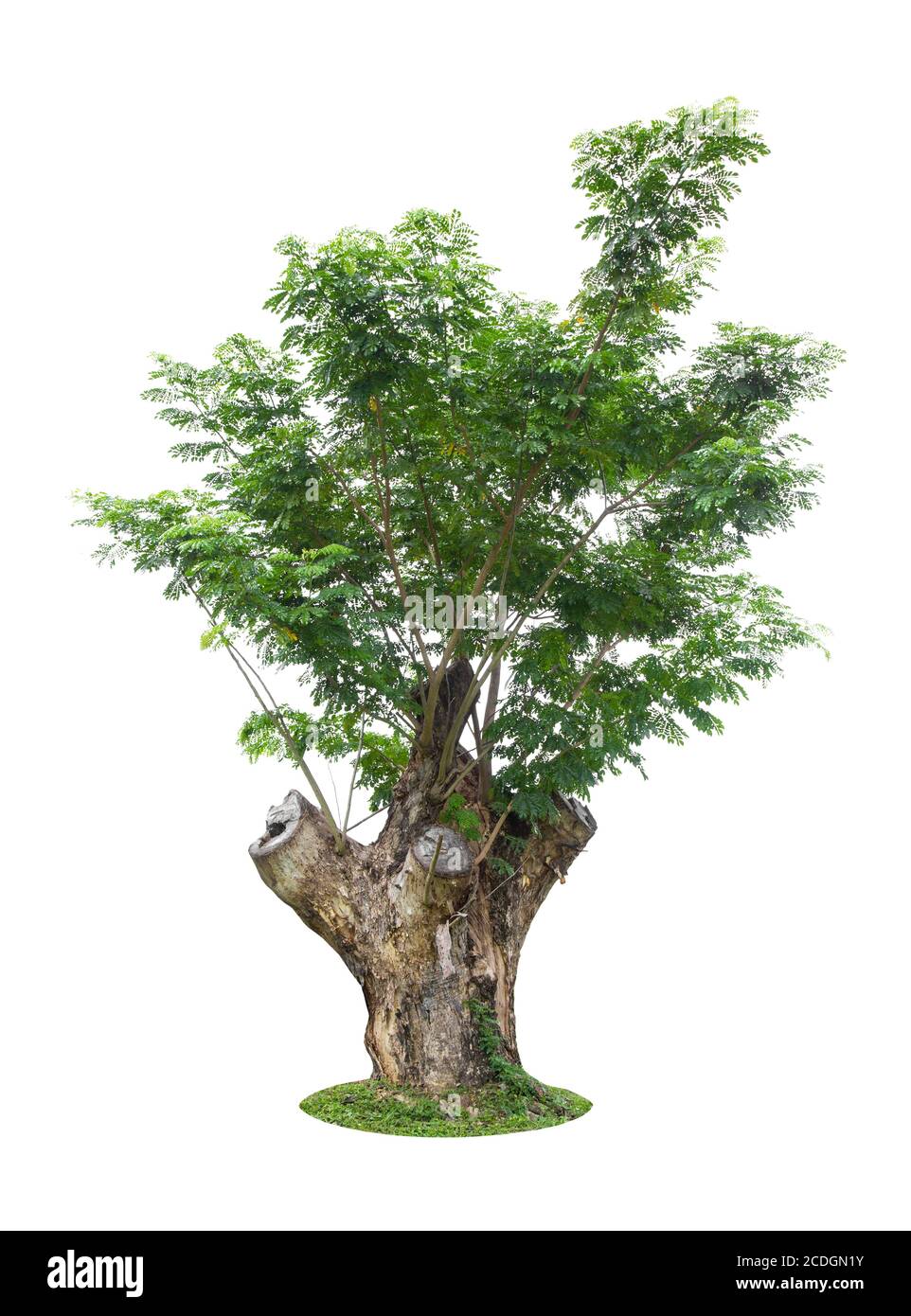 Beautiful green tree isolated on white background Stock Photo - Alamy