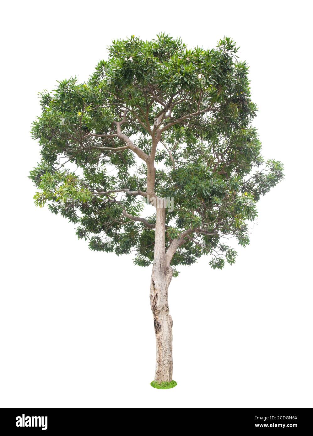 Beautiful green tree isolated on white background Stock Photo - Alamy