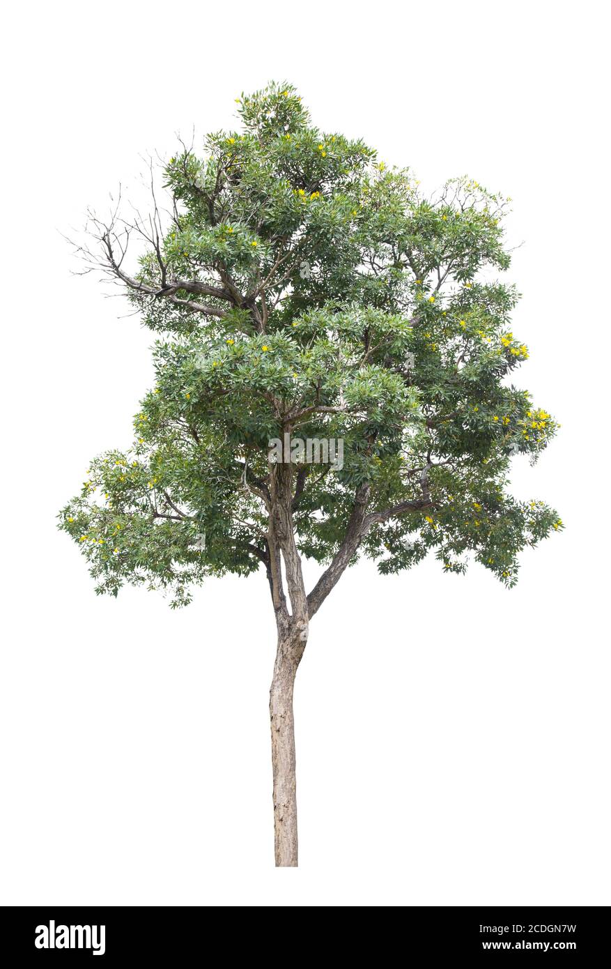 Beautiful green tree isolated on white background Stock Photo - Alamy