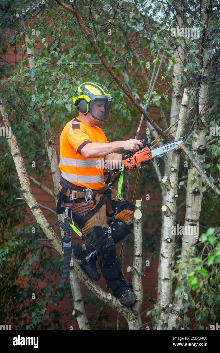 A tree surgeon using an echo chainsaw to dismantle a silver birch tree ...