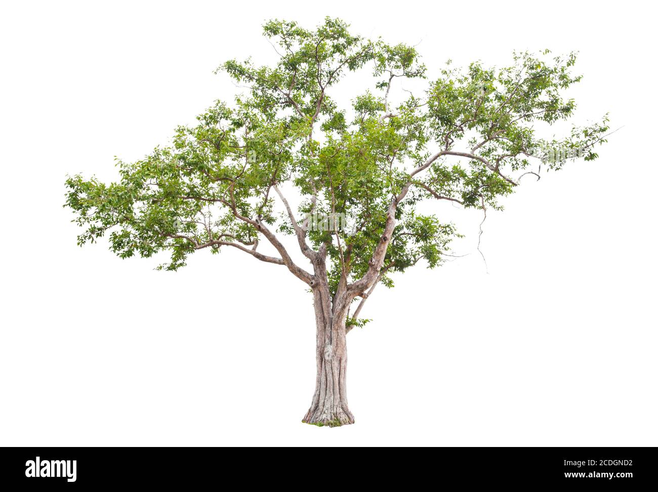 Beautiful green tree isolated on white background Stock Photo - Alamy