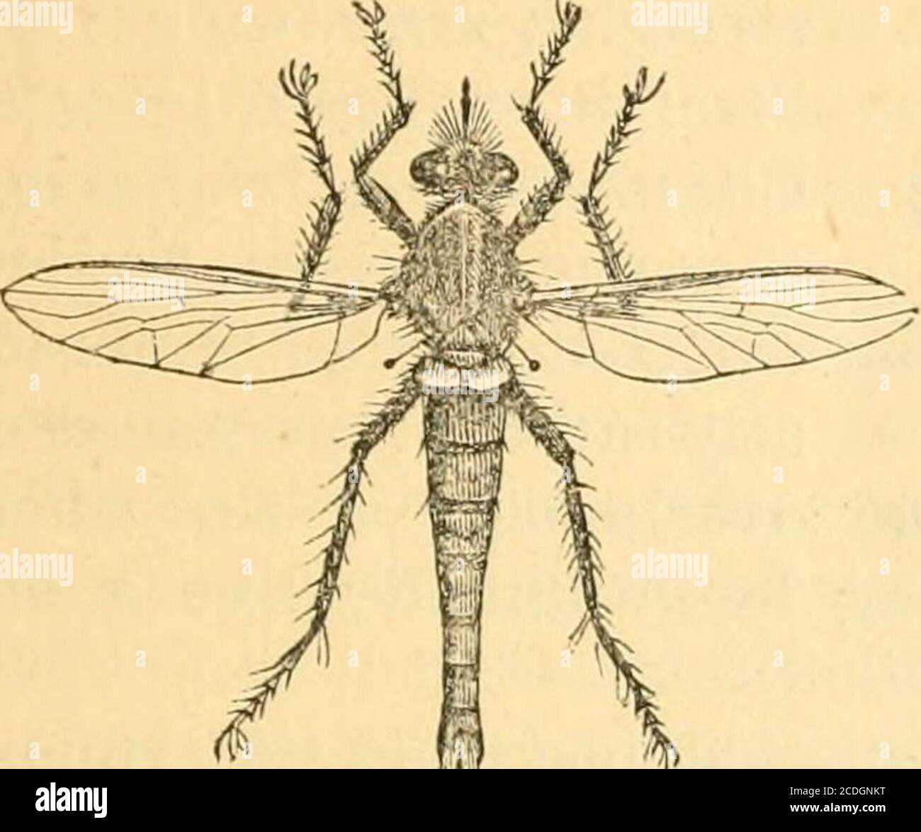 Cochineal bugs hi-res stock photography and images - Alamy