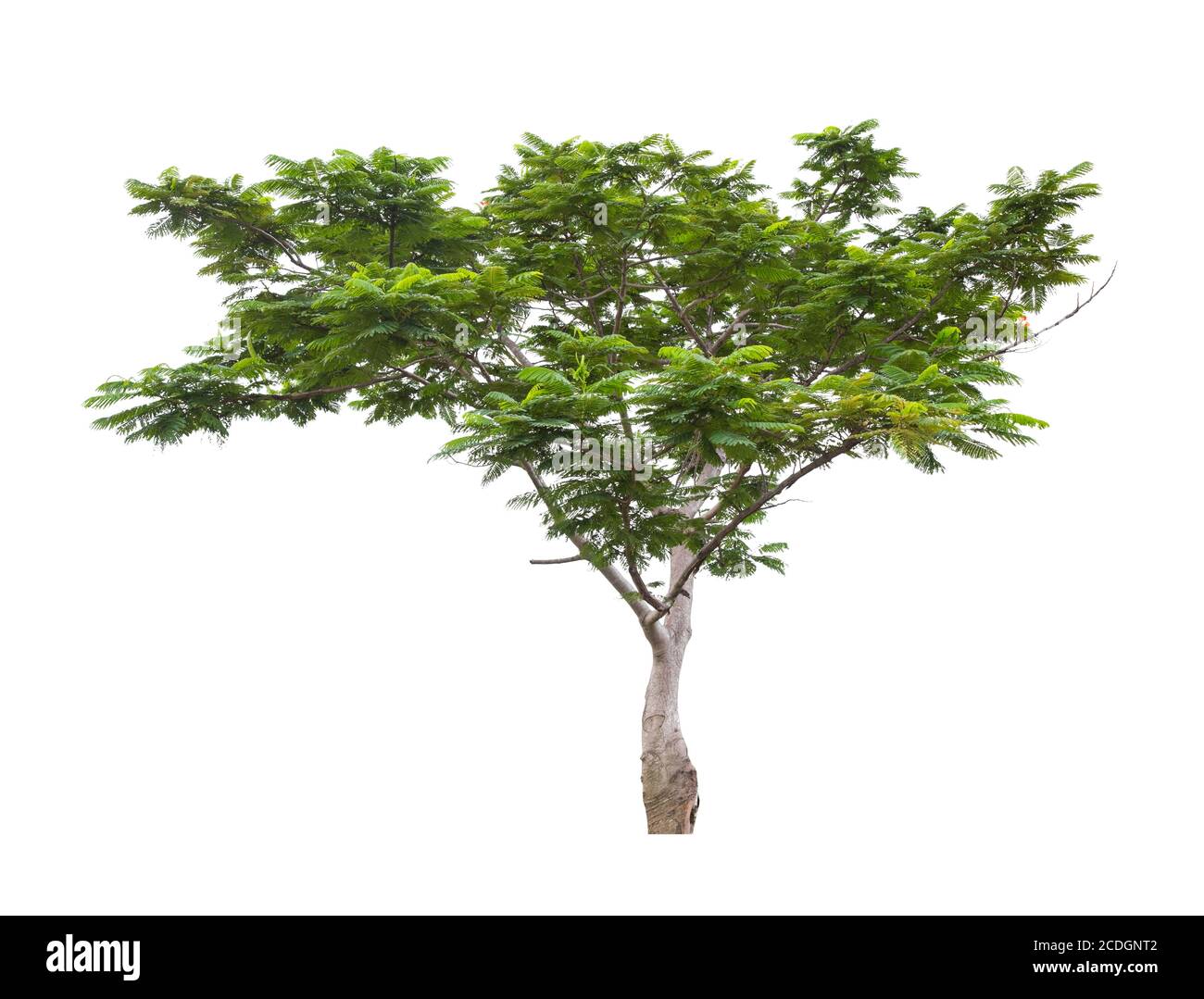 Beautiful green tree isolated on white background Stock Photo - Alamy