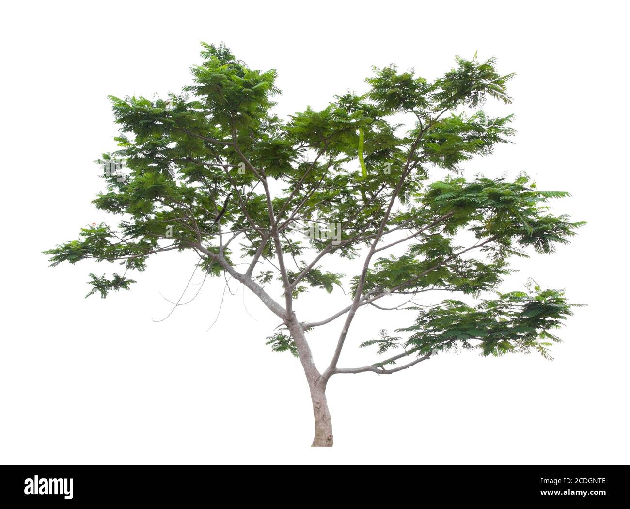 Beautiful green tree isolated on white background Stock Photo - Alamy