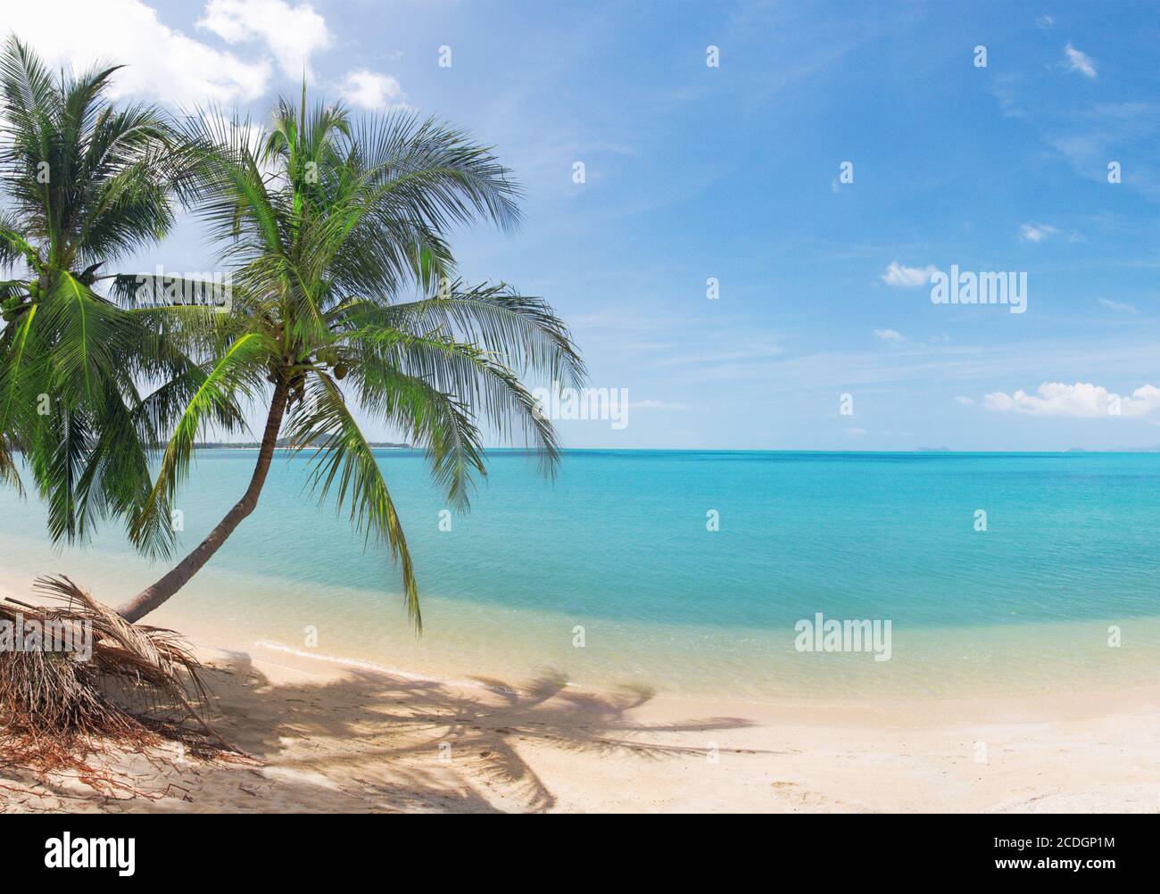 panoramic tropical beach with coconut palm Stock Photo - Alamy