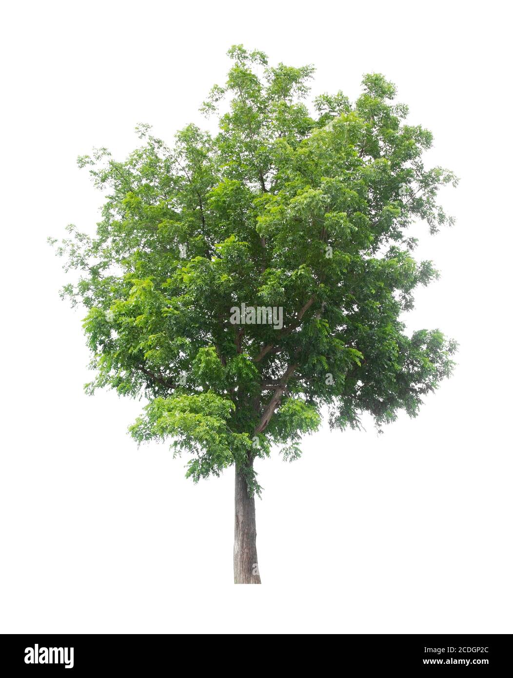 Beautiful green tree isolated on white background Stock Photo - Alamy