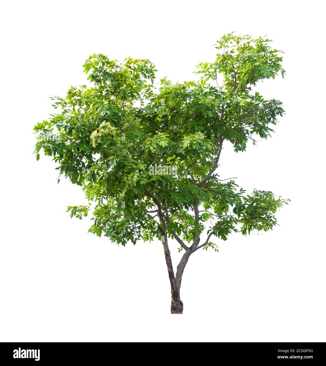 Beautiful green tree isolated on white background Stock Photo - Alamy