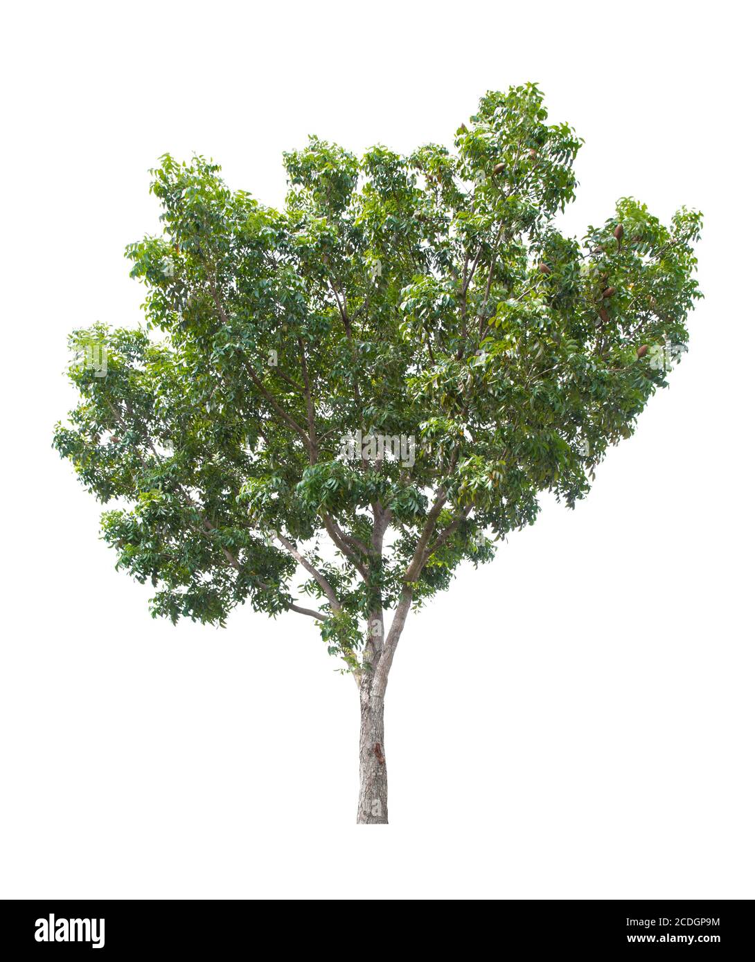 Beautiful green tree isolated on white background Stock Photo - Alamy