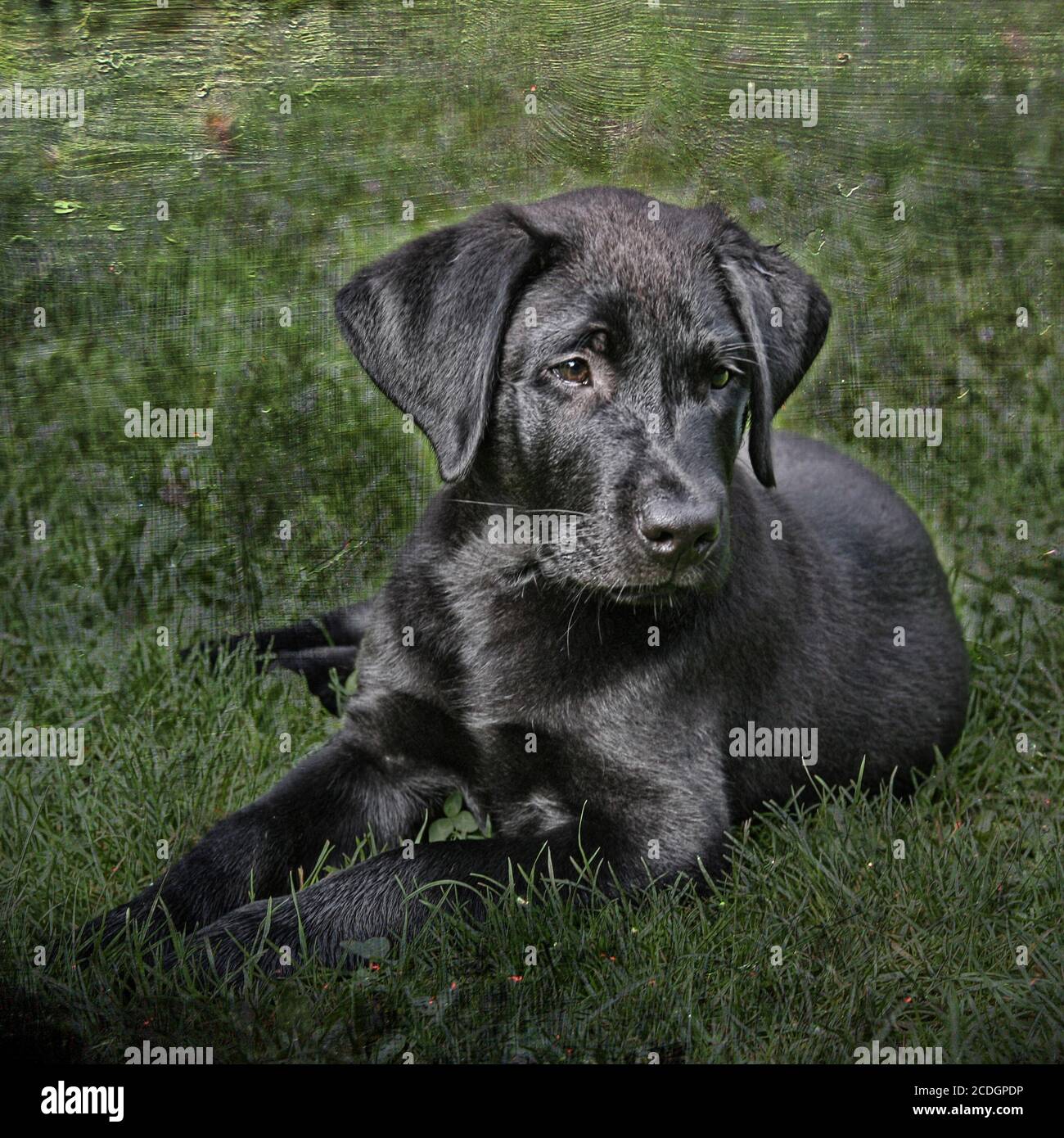 Xorax hi-res stock photography and images - Alamy