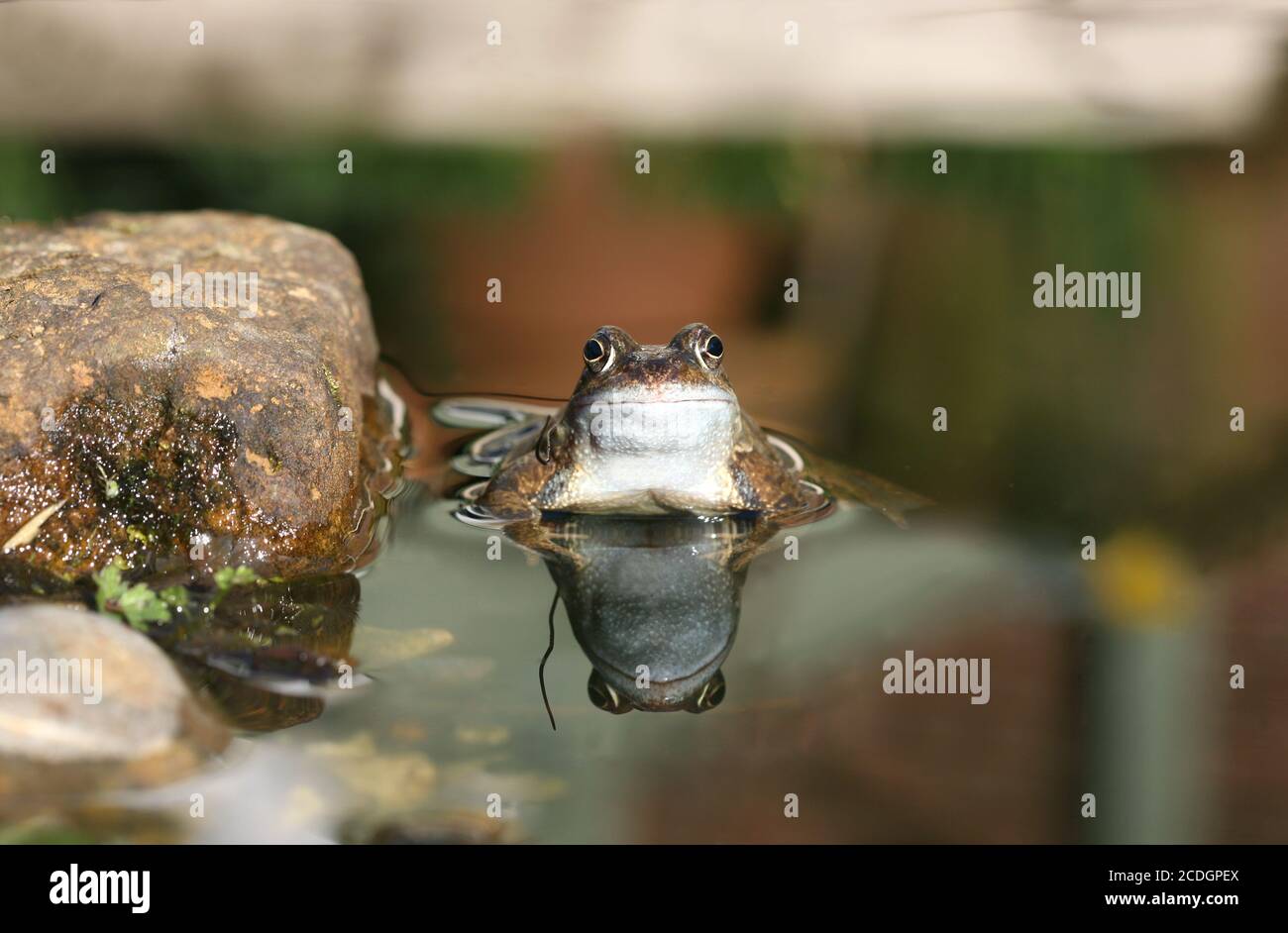 Reflections of a Frog Stock Photo - Alamy
