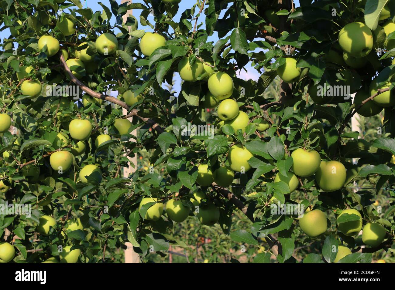 Cultivation Of Apples In Italy High Resolution Stock Photography and ...