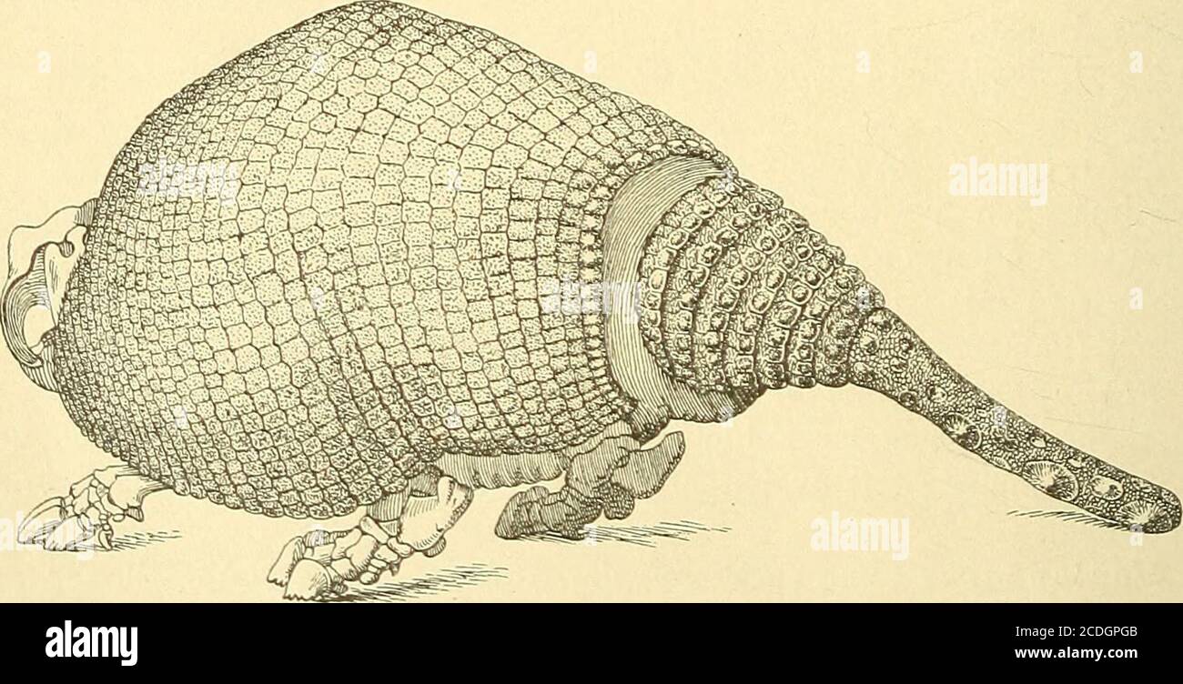 Hoplophorus hi-res stock photography and images - Alamy