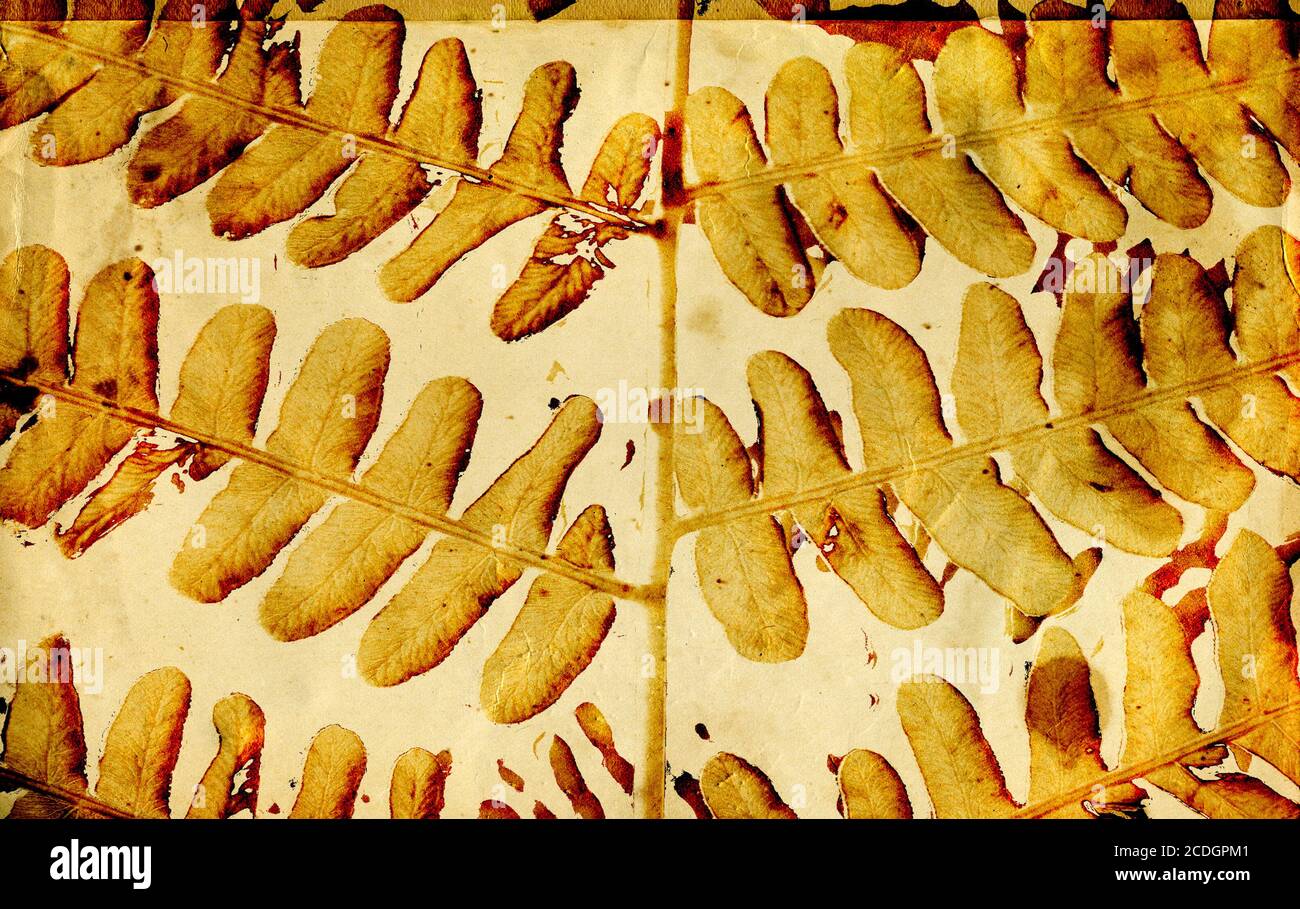 fern sheet on aging paper Stock Photo - Alamy