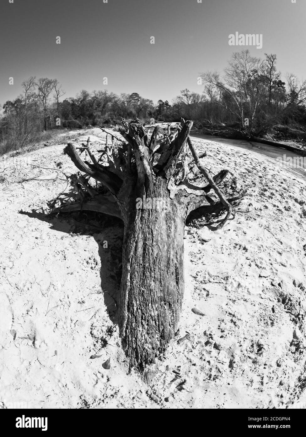 The Woodlands TX USA - 01-20-2020 - Tree Roots in a Sandy River Bed 2 ...