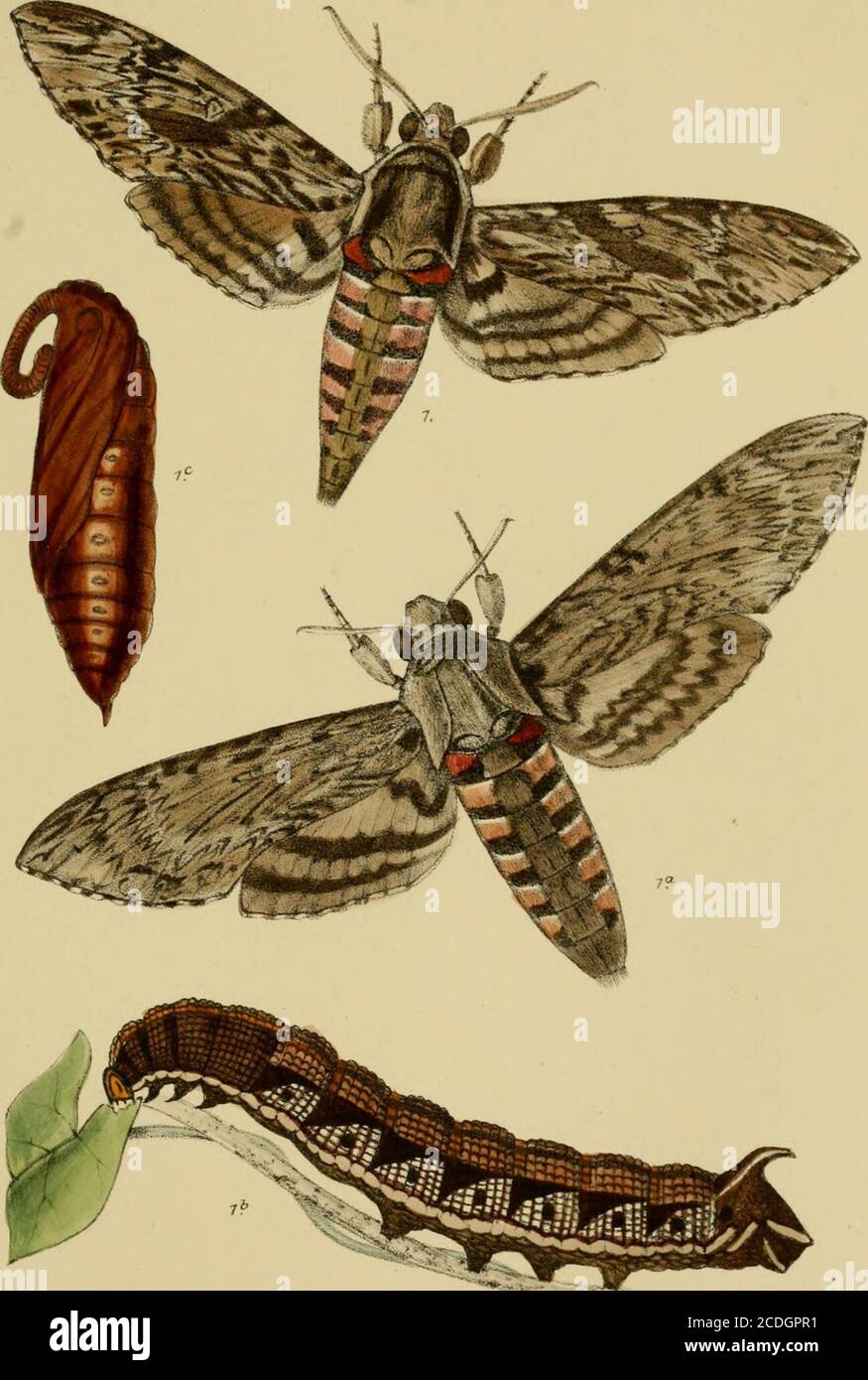 . The Lepidoptera of the British Islands : a descriptive account of the ...