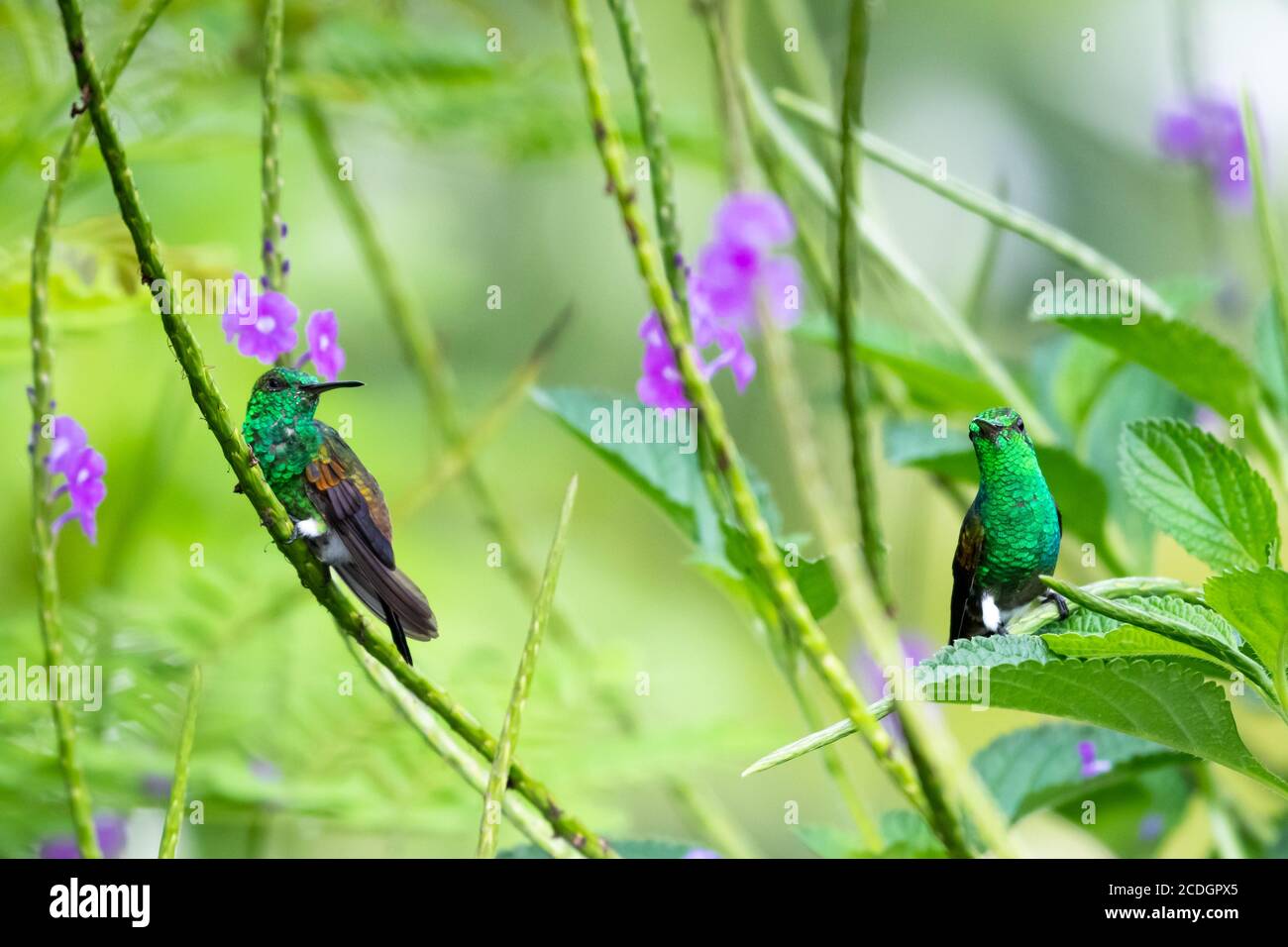 Two Copper-rumped hummingbirds perching in a Vervain patch ...