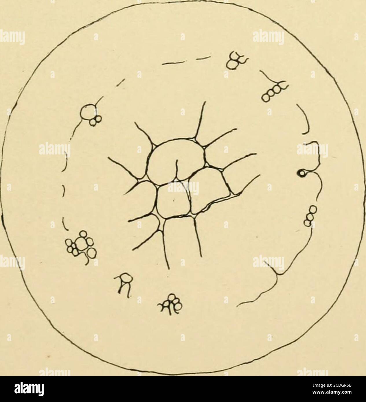 Pigeon cells hi-res stock photography and images - Alamy