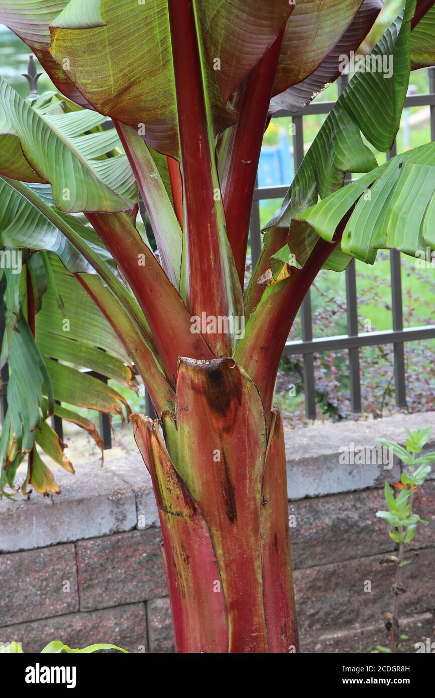 Abyssinian banana hi-res stock photography and images - Alamy
