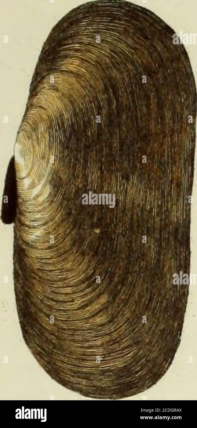 Solen siliqua hi-res stock photography and images - Alamy