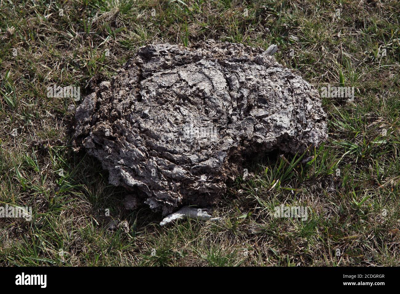 Dried cow pat Stock Photo - Alamy