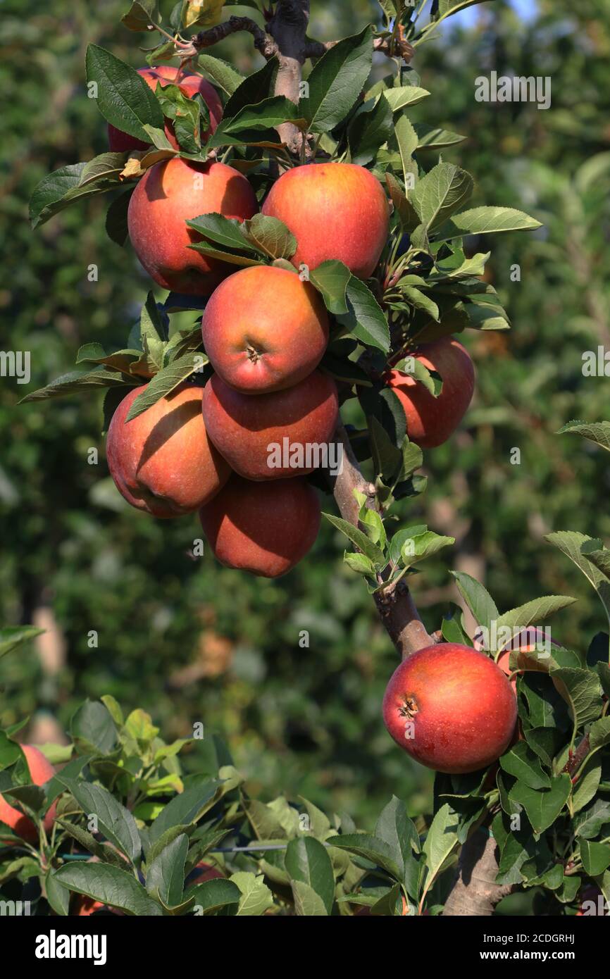 Cultivation of red apples in the Italian countryside, Emilia-Romagna ...