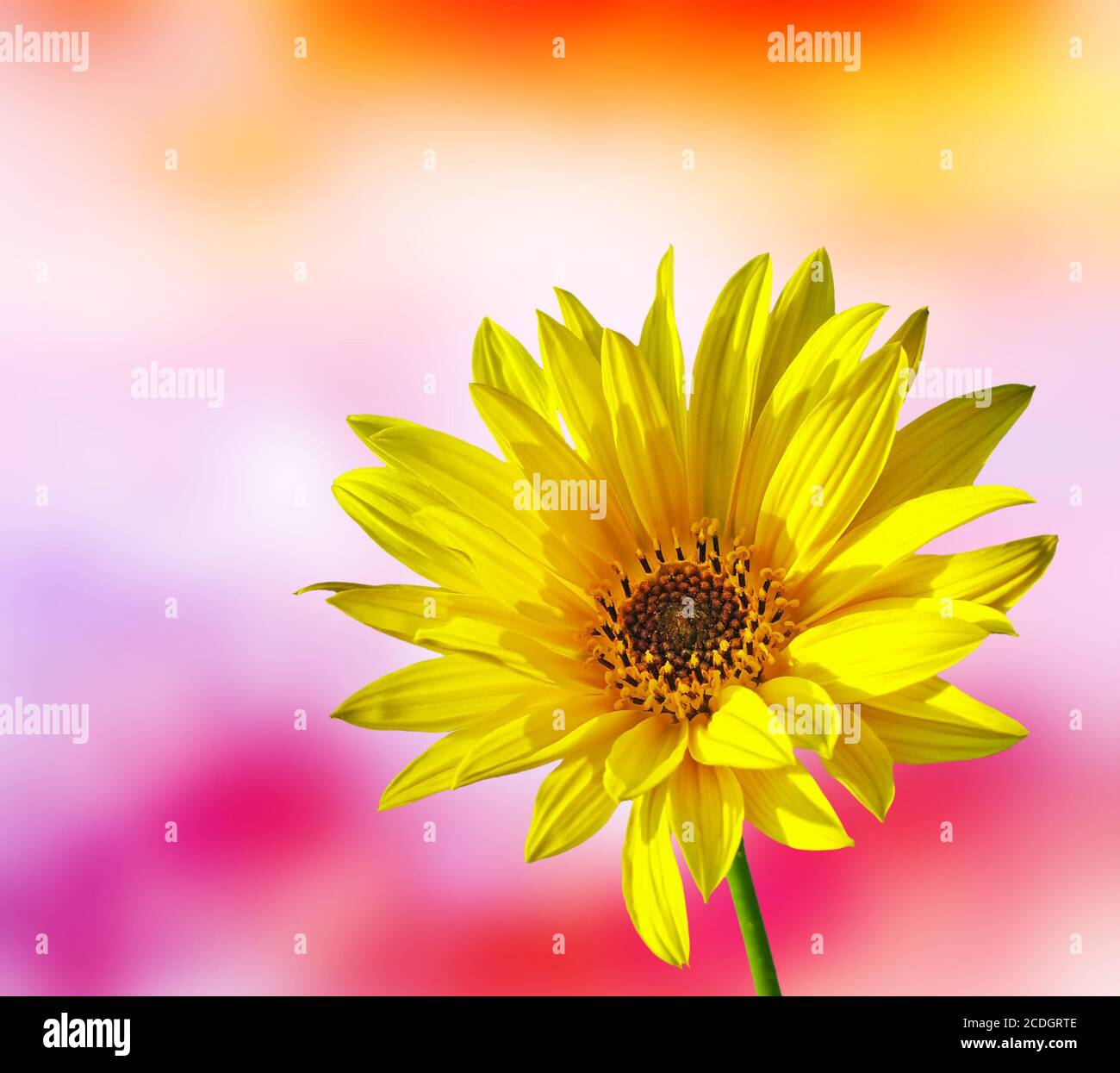 Bright future flower hi-res stock photography and images - Alamy