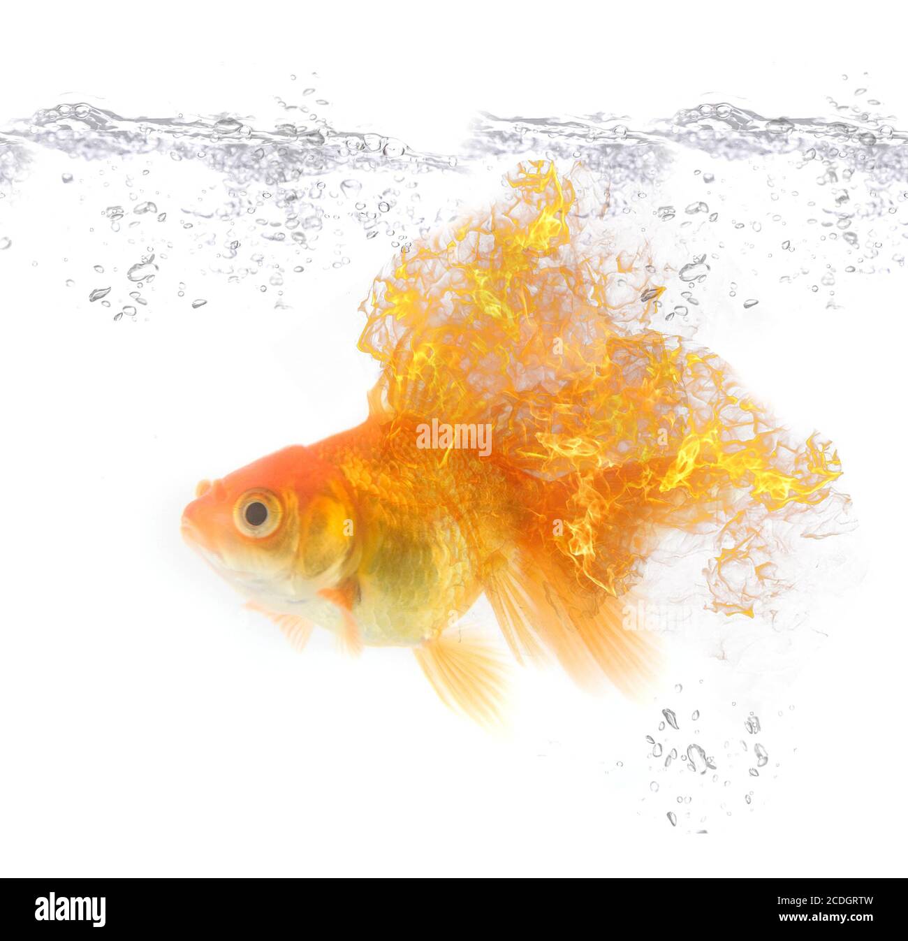 gold fire fish Stock Photo - Alamy