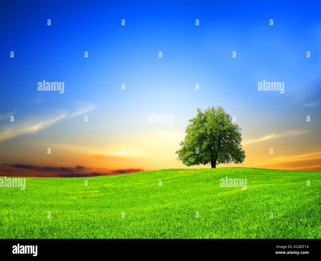 Green field at sunset Stock Photo - Alamy