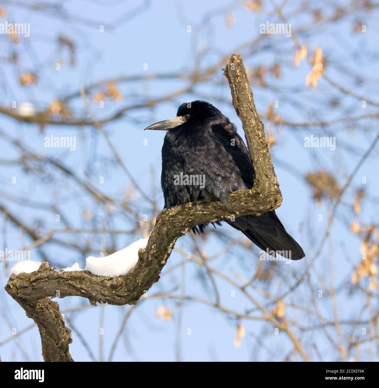 Glossy crow hi-res stock photography and images - Alamy