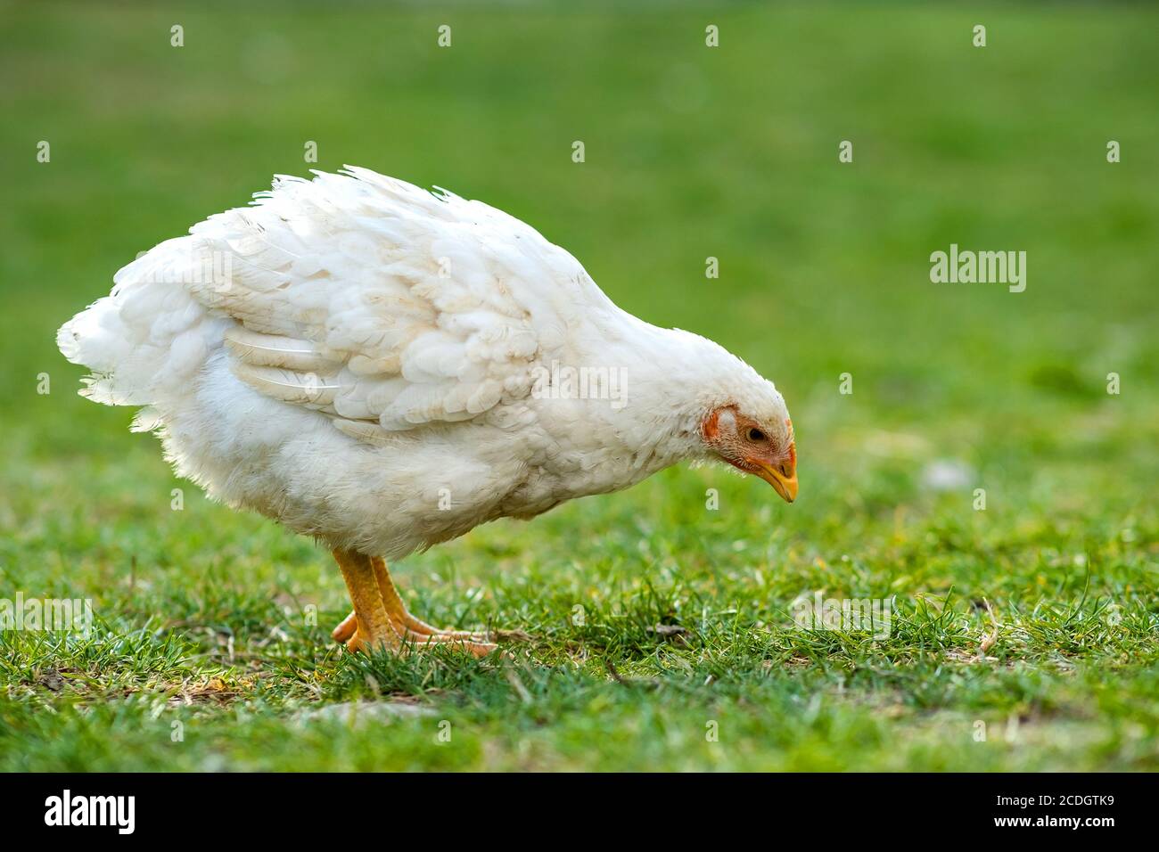Hen feed on traditional rural barnyard. Close up of chicken standing on ...