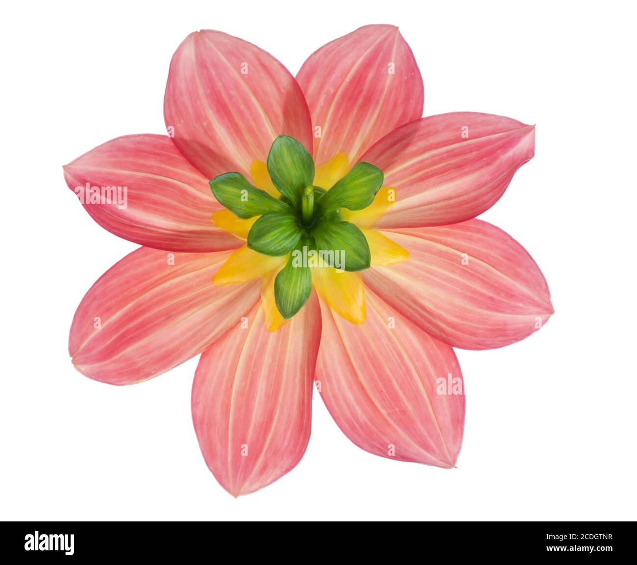 Backside flower hi-res stock photography and images - Alamy