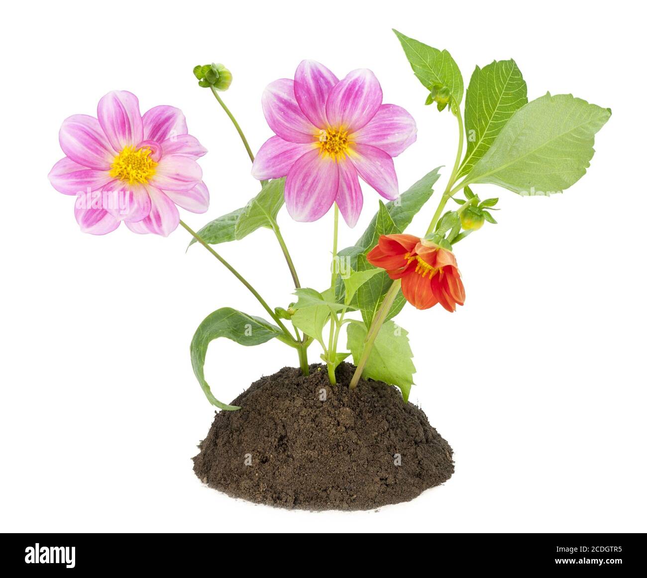 bush of an mini dahlia flowers Stock Photo - Alamy