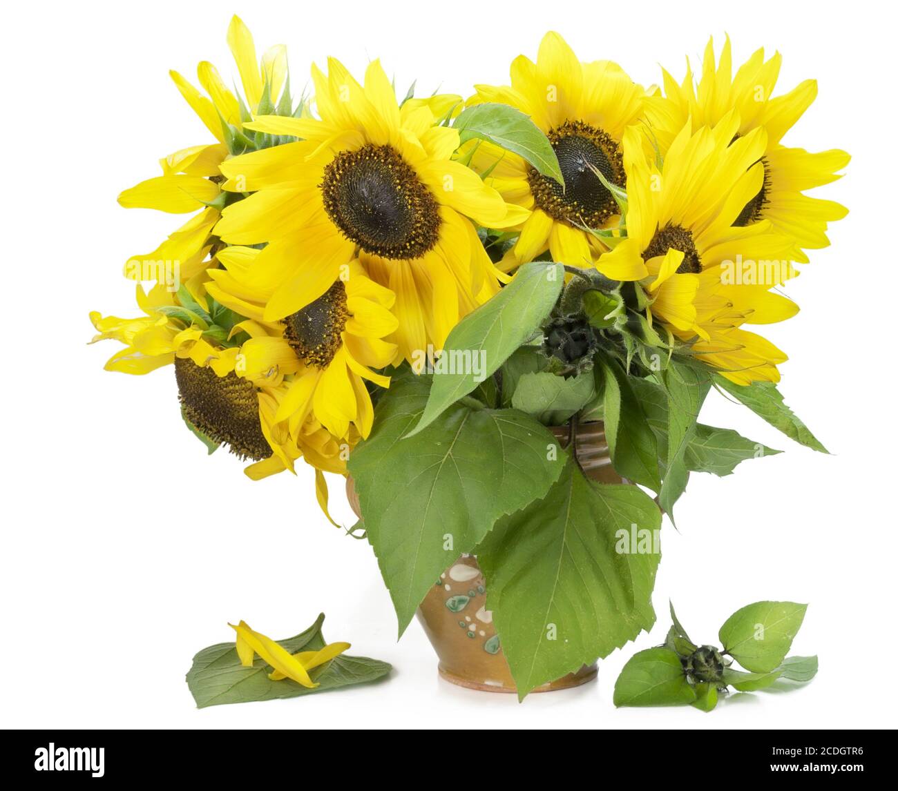 Suflowers in simple rural pot Stock Photo - Alamy