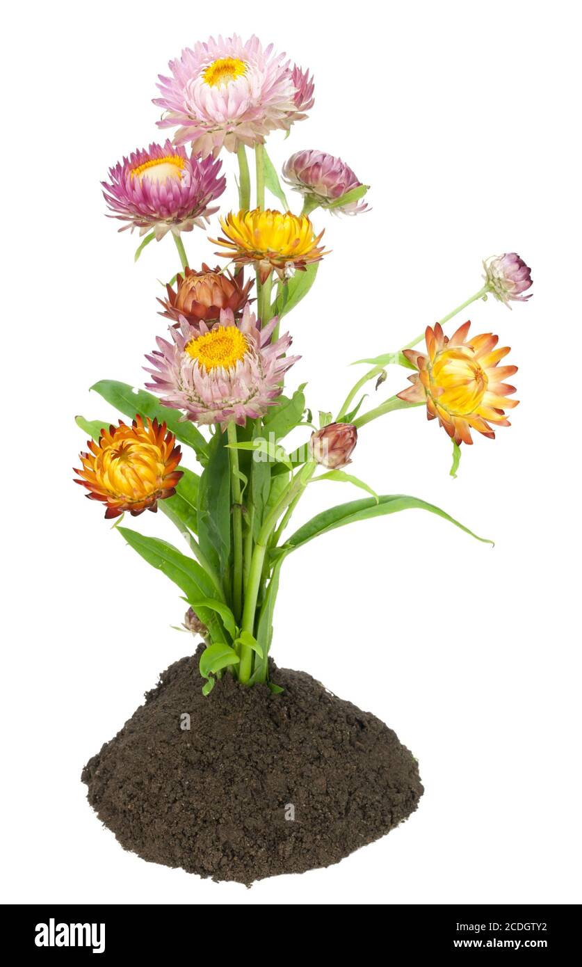 Bed pink flowers Cut Out Stock Images & Pictures - Alamy