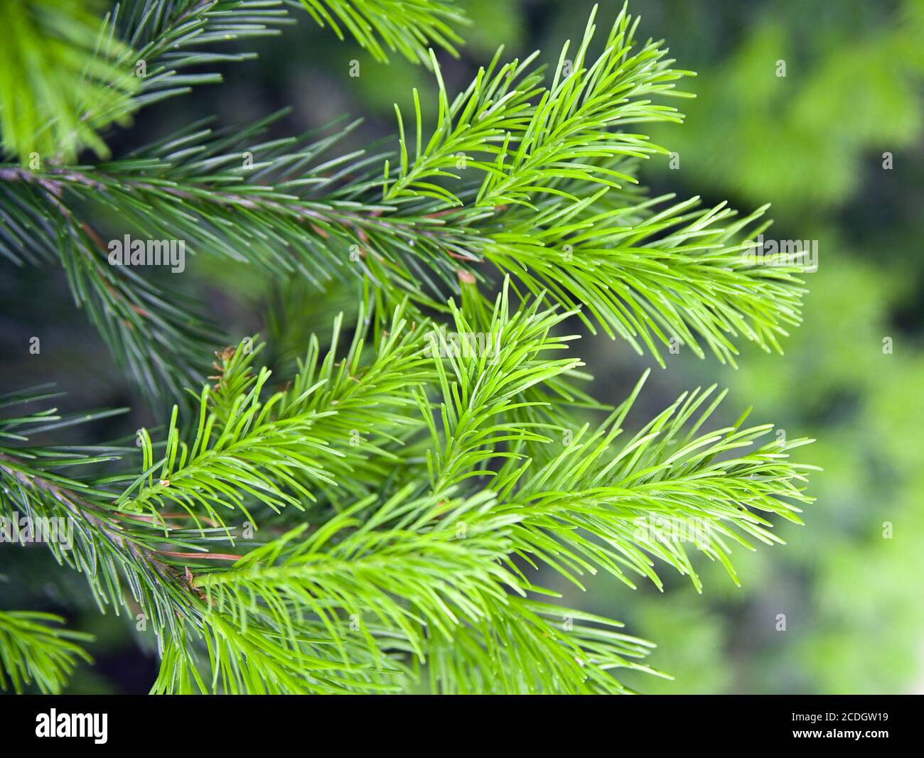 Brightly green prickly branches of a fur-tree or p Stock Photo - Alamy