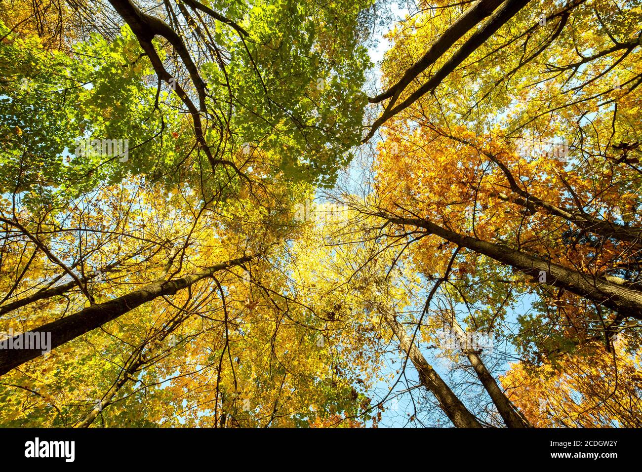 Perspective up view of autumn forest with bright orange and yellow ...