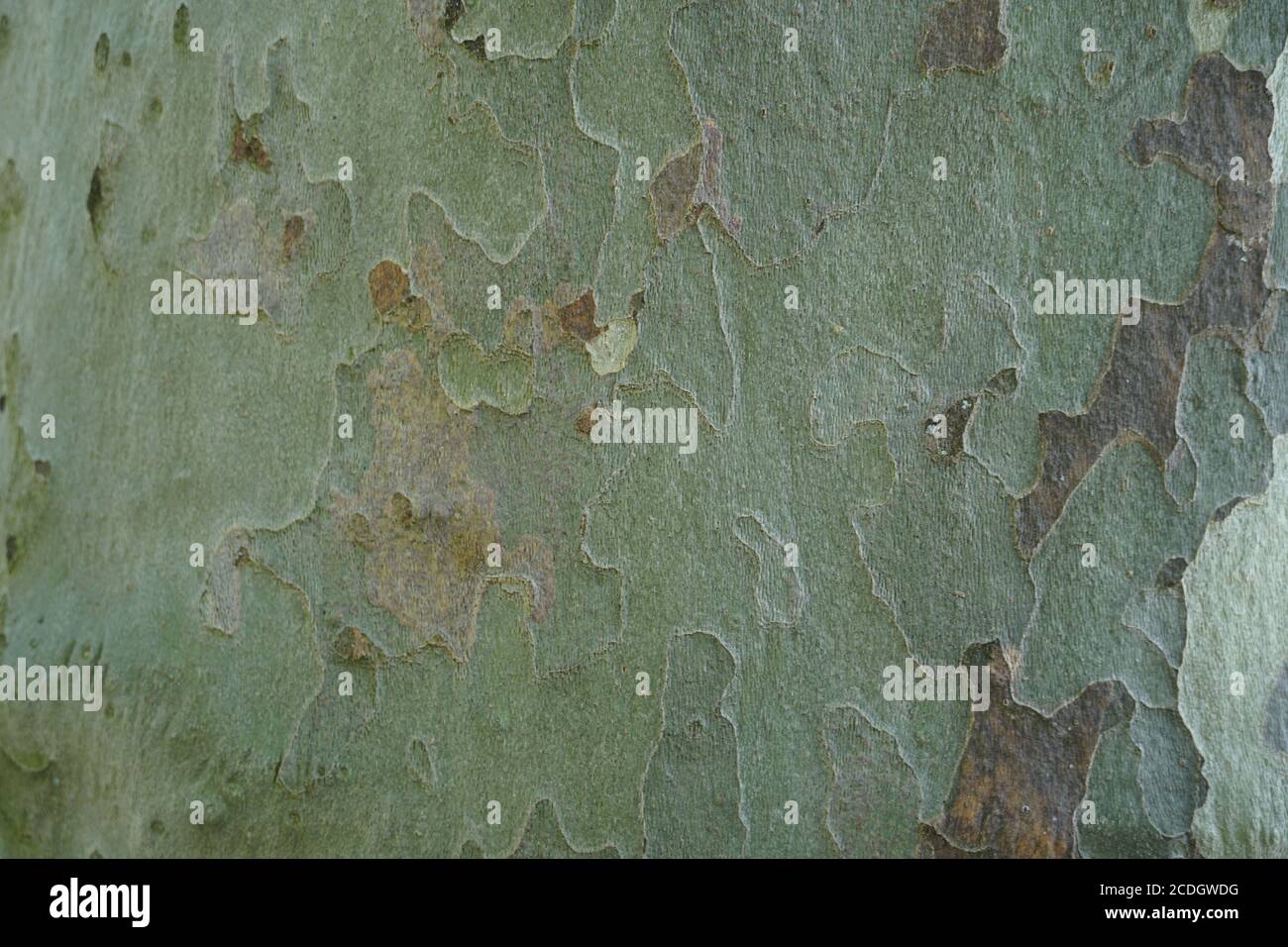 Scaling tree hi-res stock photography and images - Alamy