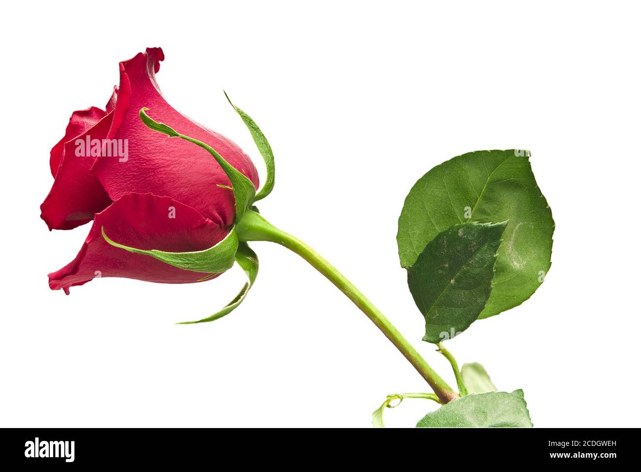 Scarlet Passion Flowers High Resolution Stock Photography and Images ...