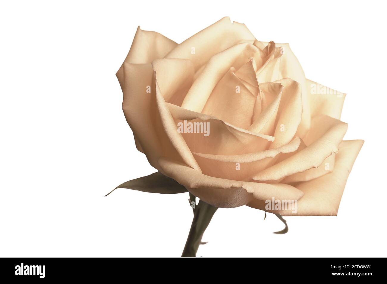 Cream colored white roses hi-res stock photography and images - Alamy