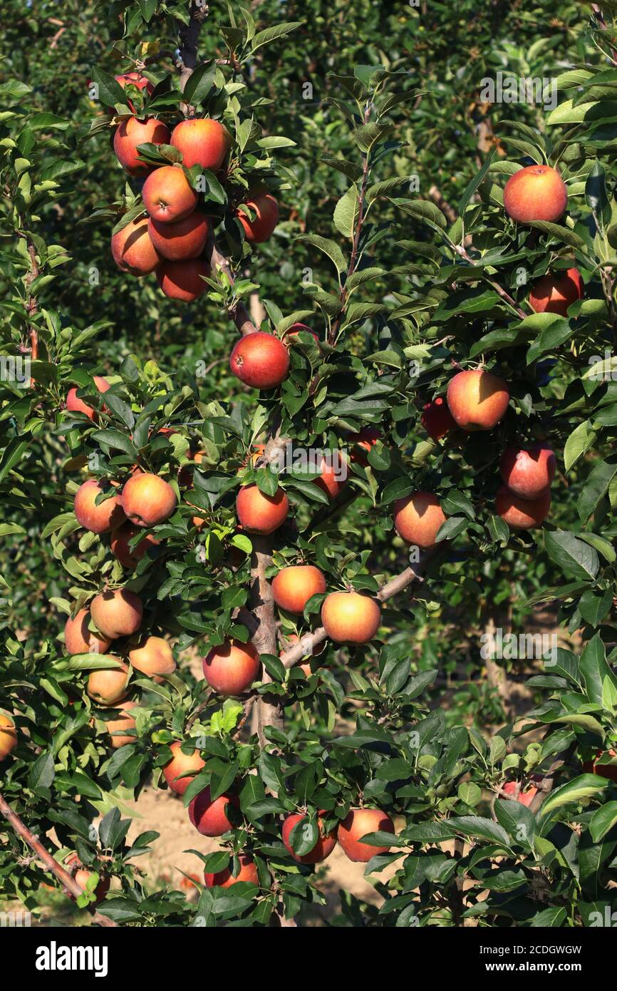 Cultivation of red apples in the Italian countryside, Emilia-Romagna ...