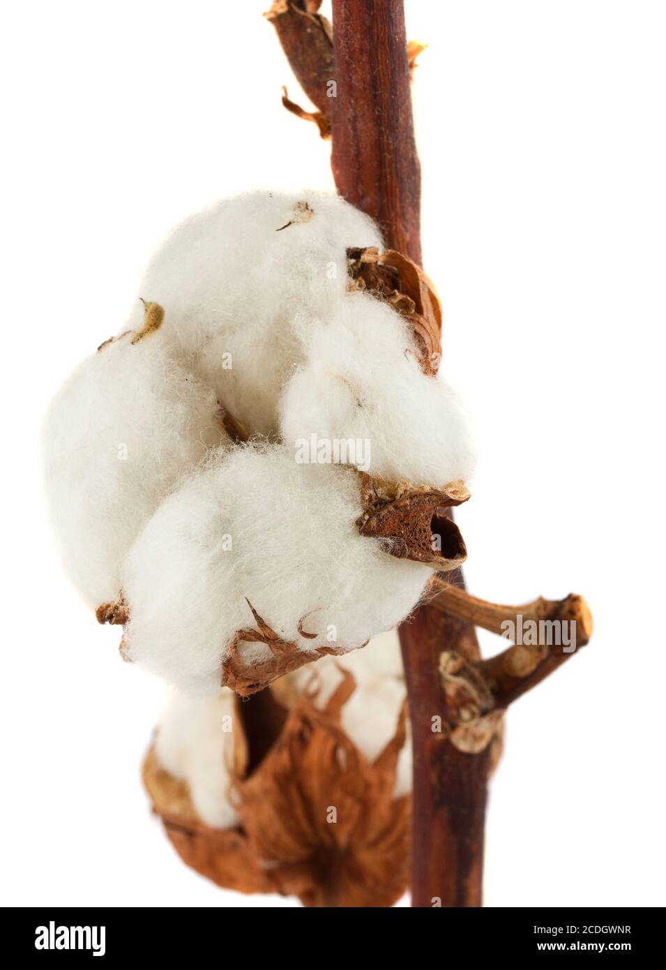 Cotton plant with bolls Stock Photo - Alamy
