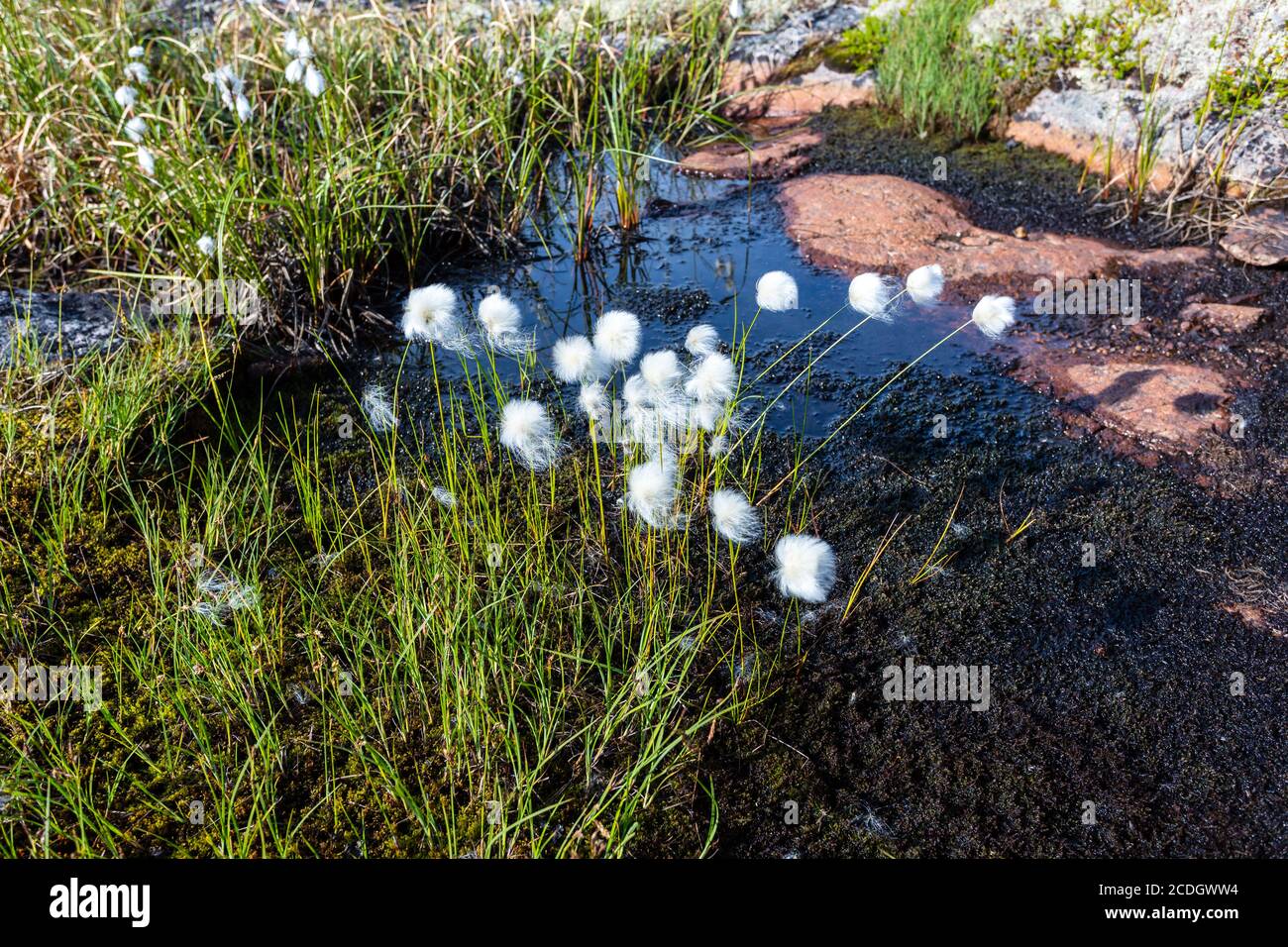 Tundra arctic moss russia hi-res stock photography and images - Alamy