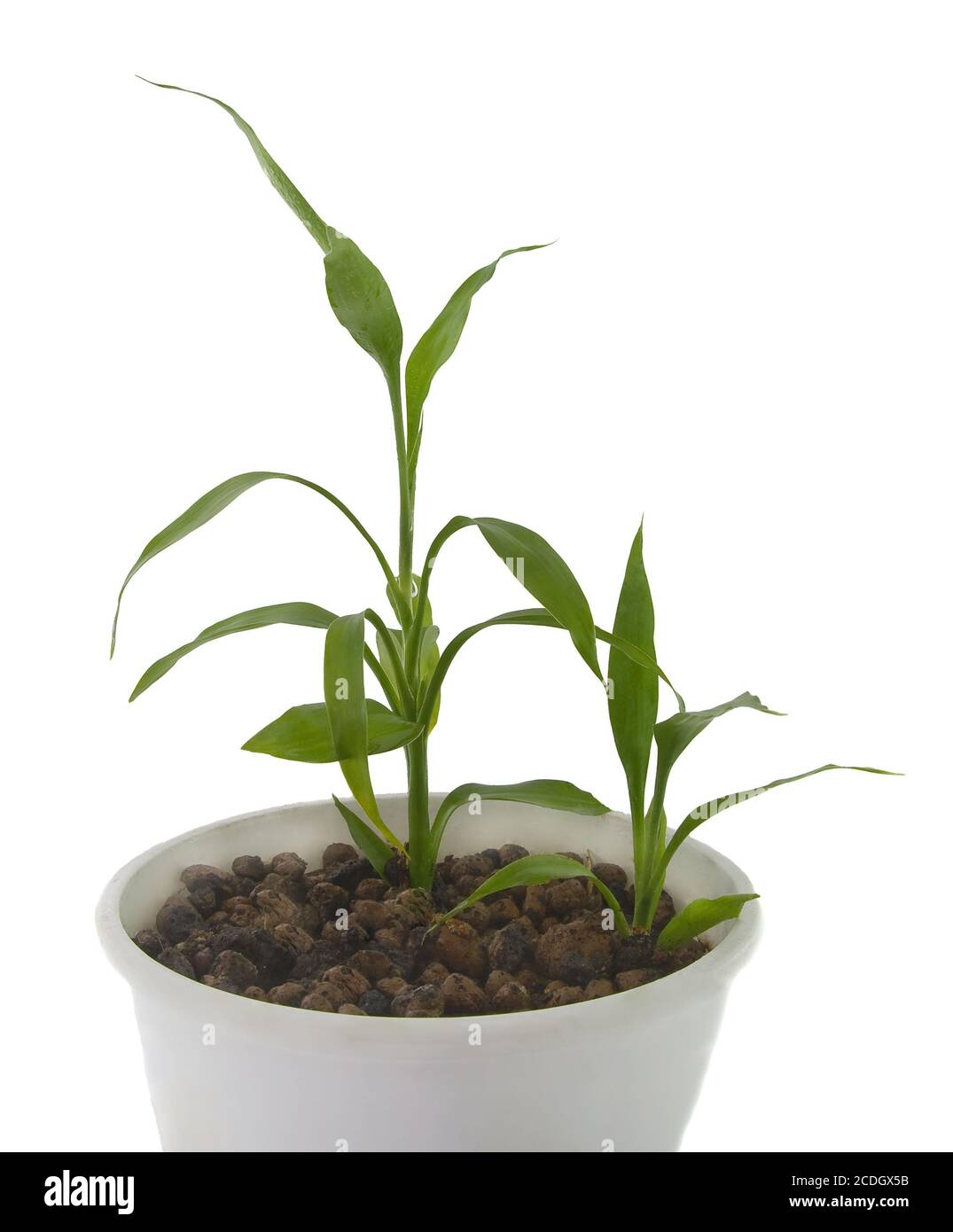 Young green sprout isolated over white background Stock Photo - Alamy