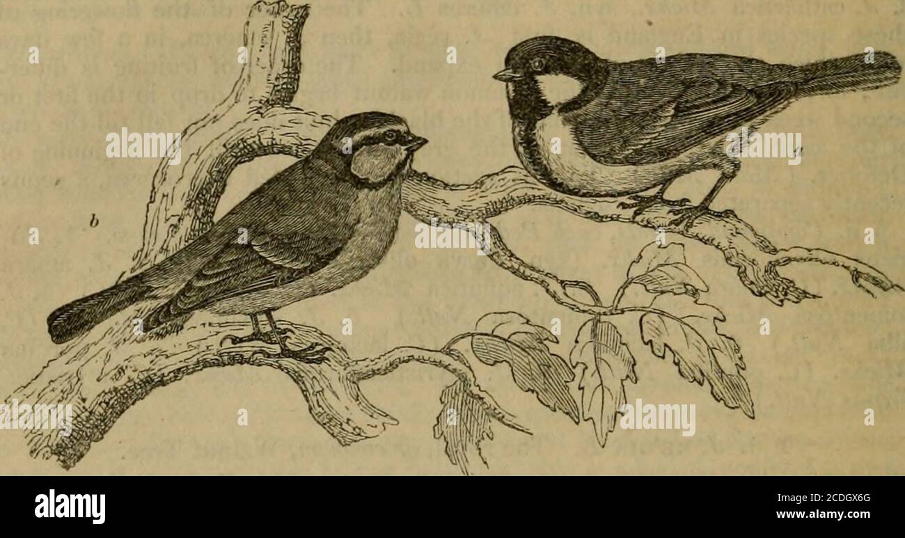 Mesange High Resolution Stock Photography and Images - Alamy