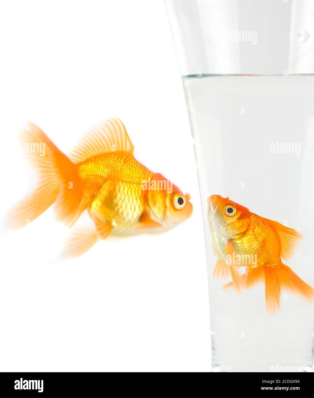 Two gold fish Stock Photo - Alamy